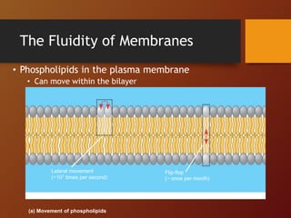 Membrane structure | PPT