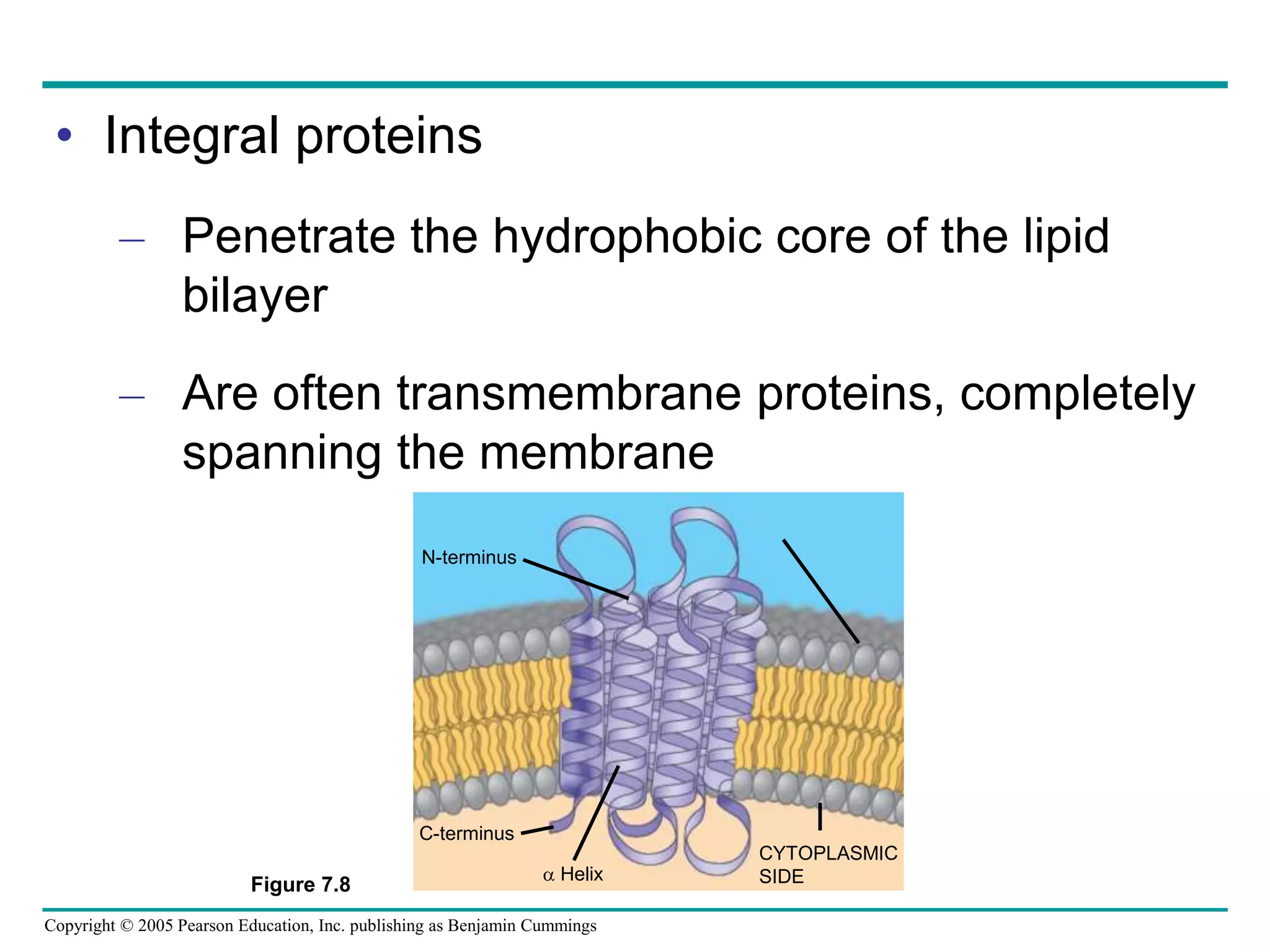 membrane_structure.ppt