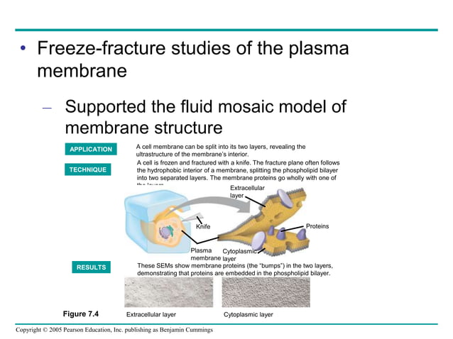 membrane_structure.ppt