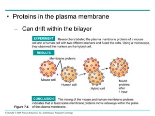 membrane_structure.ppt
