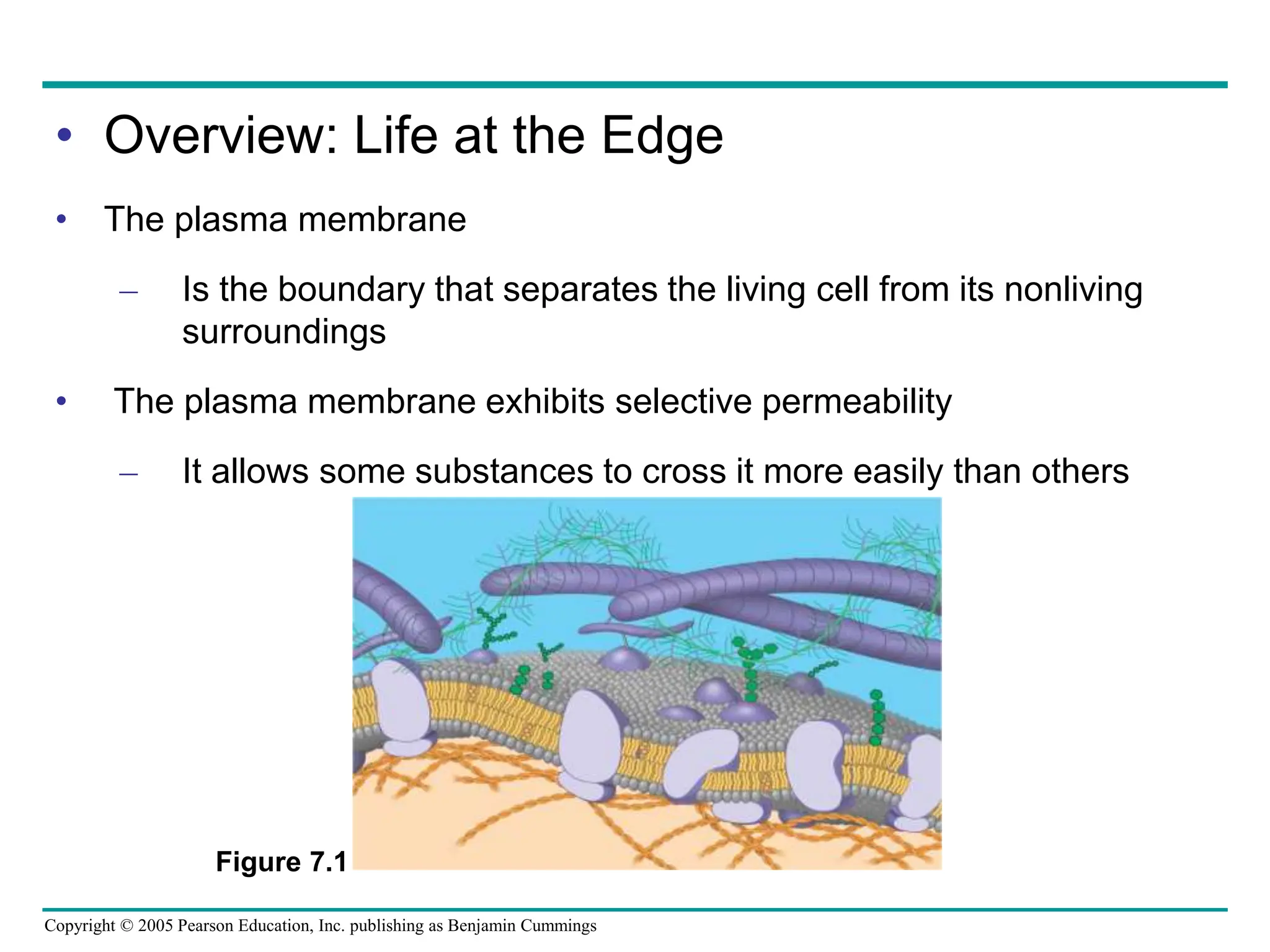 membrane_structure.pptgy hj hh buhh nijjb | PPT