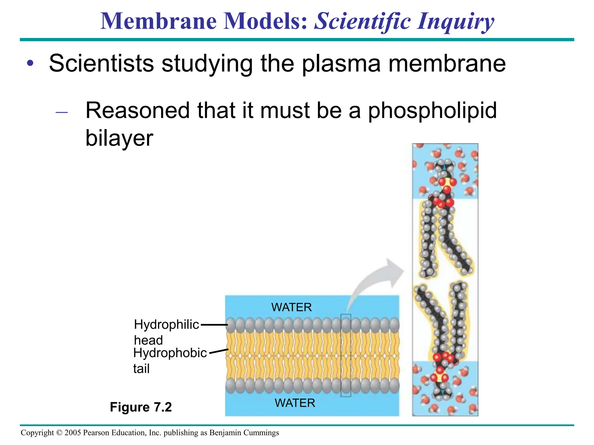 membrane_structure.pptgy hj hh buhh nijjb | PPT