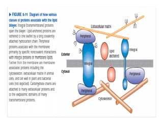 Membrane structure1 | PDF