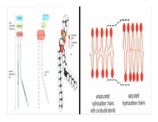 Membrane structure1 | PDF
