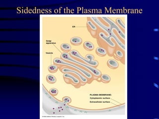 membrane_structure_and_function.ppt