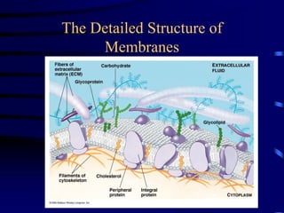 membrane_structure_and_function.ppt