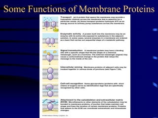 membrane_structure_and_function.ppt