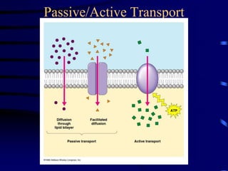 membrane_structure_and_function.ppt