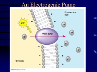 membrane_structure_and_function.ppt