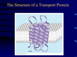 membrane_structure_and_function.ppt