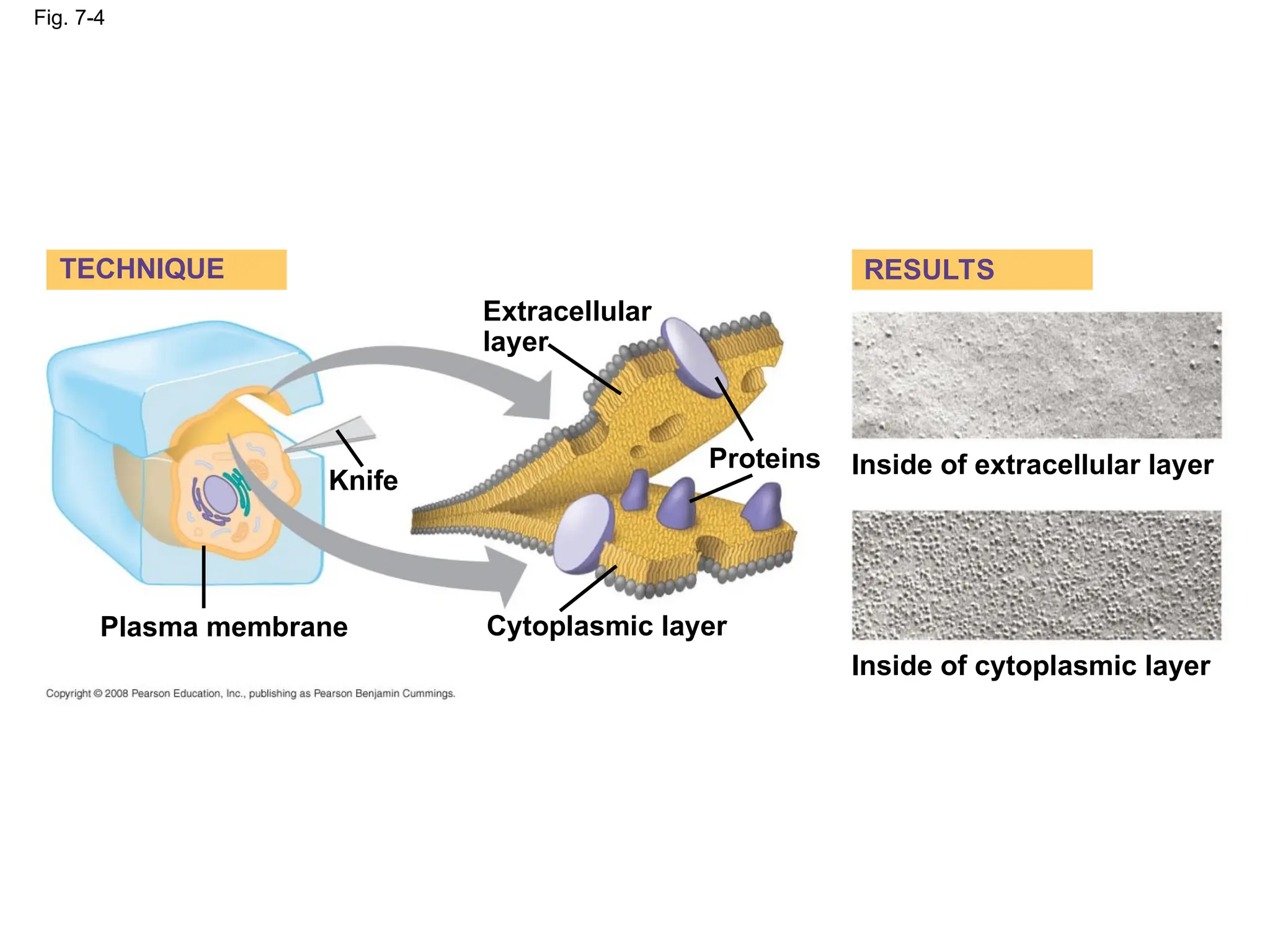 Membrane Structure and Function campbell | PPT