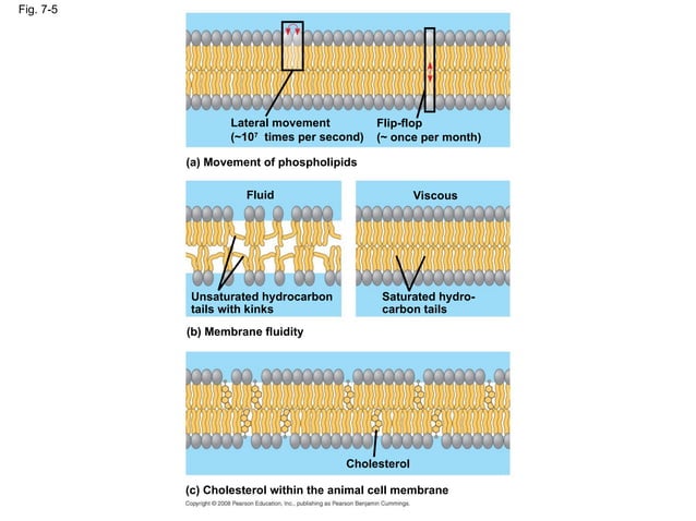 Membrane Structure and Function campbell | PPT