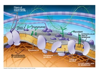Membrane Structure and Function campbell | PPT