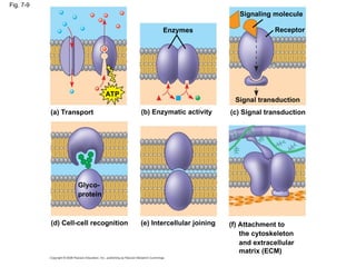 Membrane Structure and Function campbell | PPT