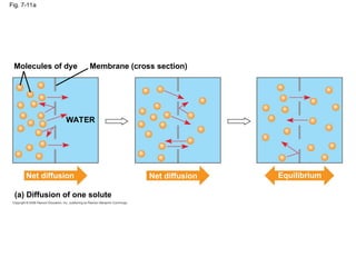 Membrane Structure and Function campbell | PPT