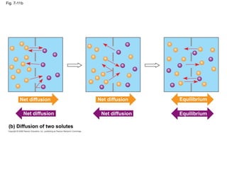 Membrane Structure and Function campbell | PPT