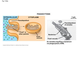 Membrane Structure and Function campbell | PPT