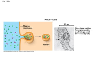 Membrane Structure and Function campbell | PPT