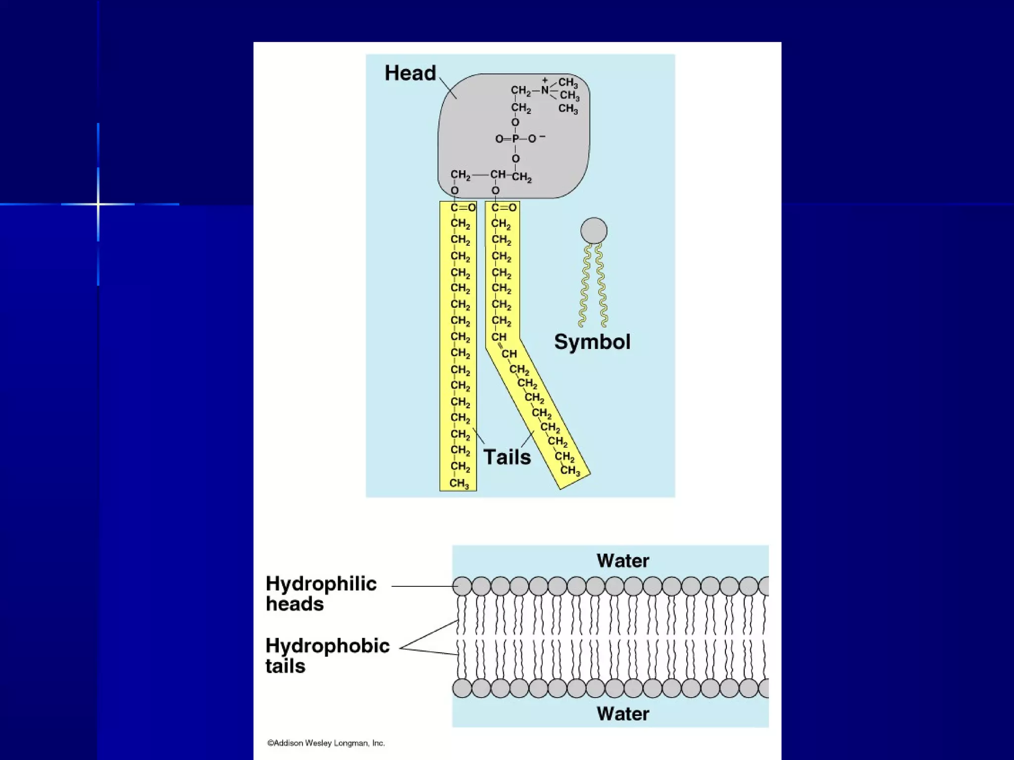 Membrane IB | PPT