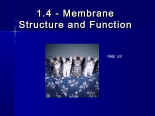 Membrane IB | PPT