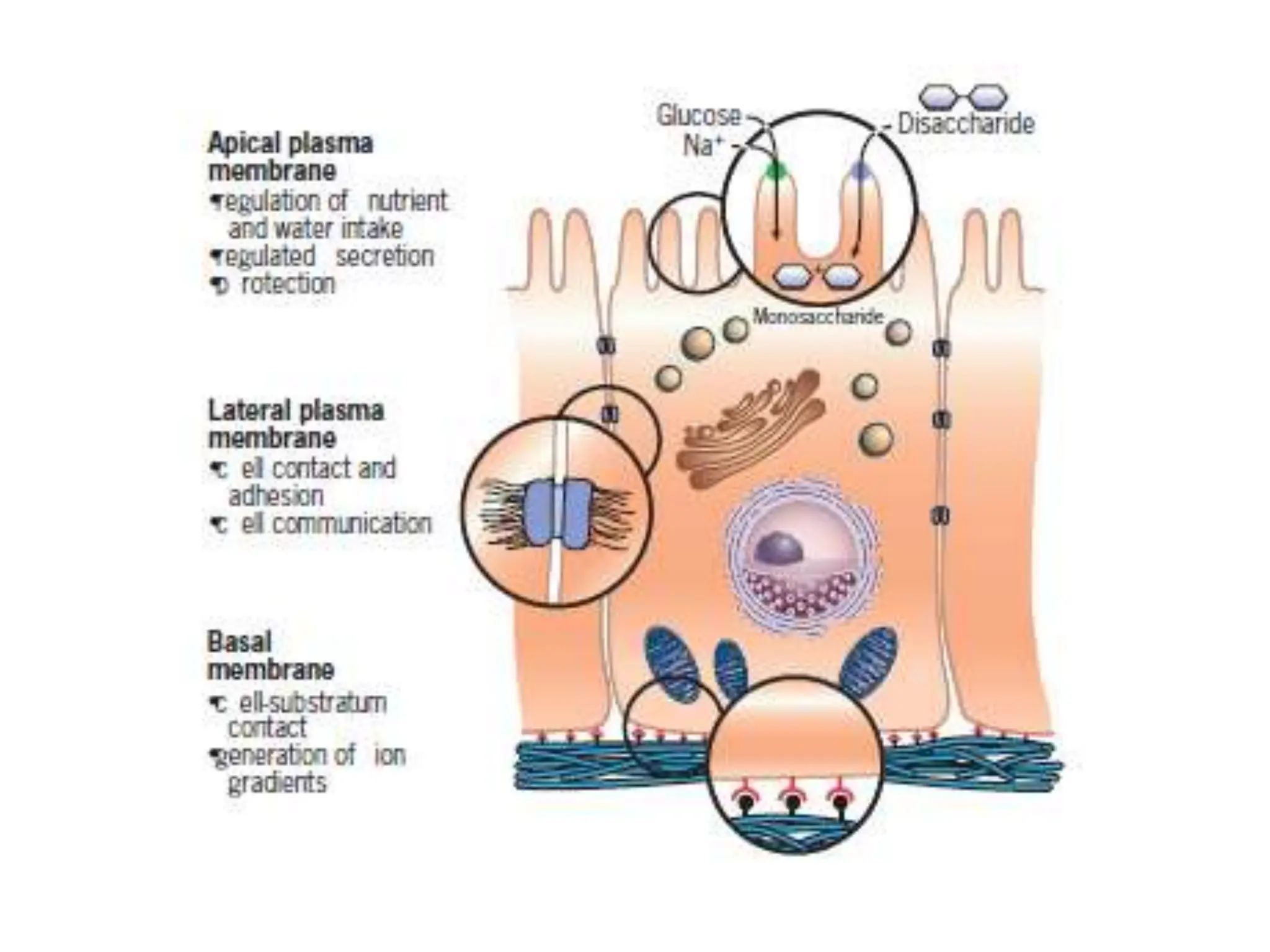 Membrane structure and membrane chemistry.pptx