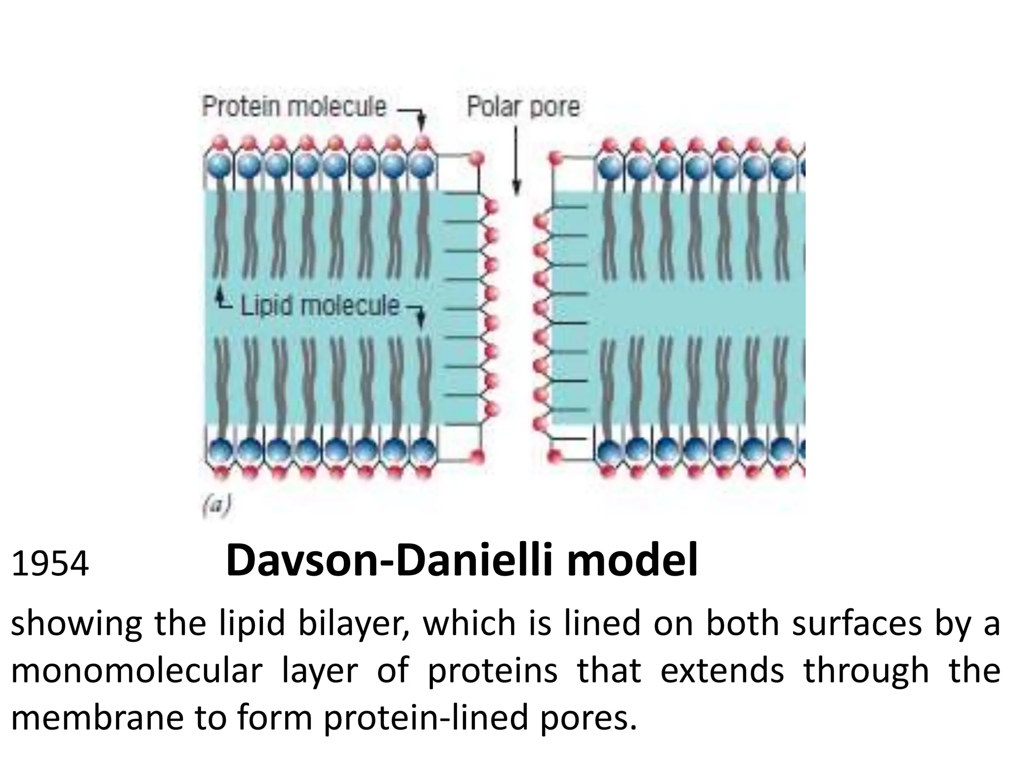 Membrane structure and membrane chemistry.pptx