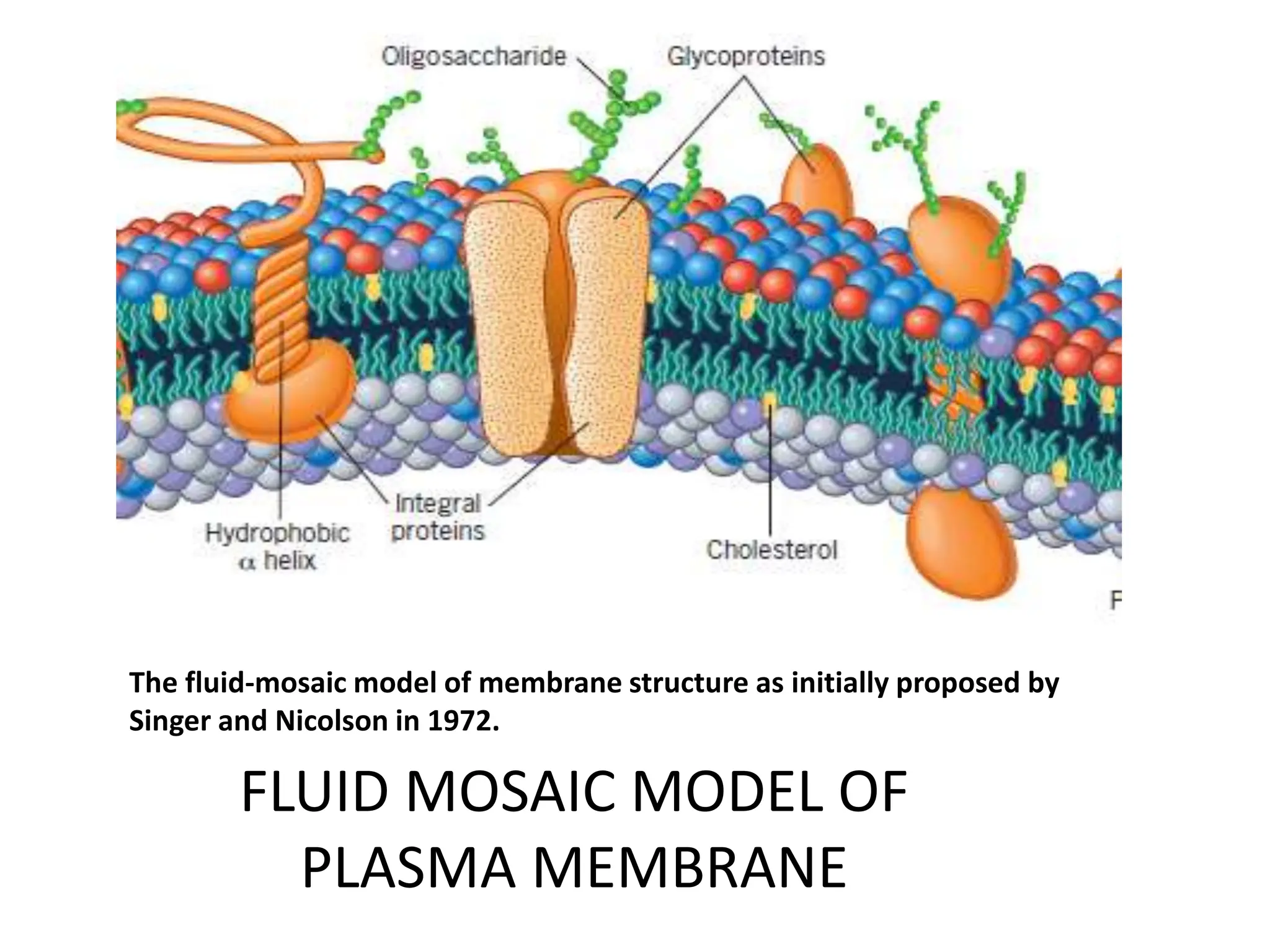 Membrane structure and membrane chemistry.pptx
