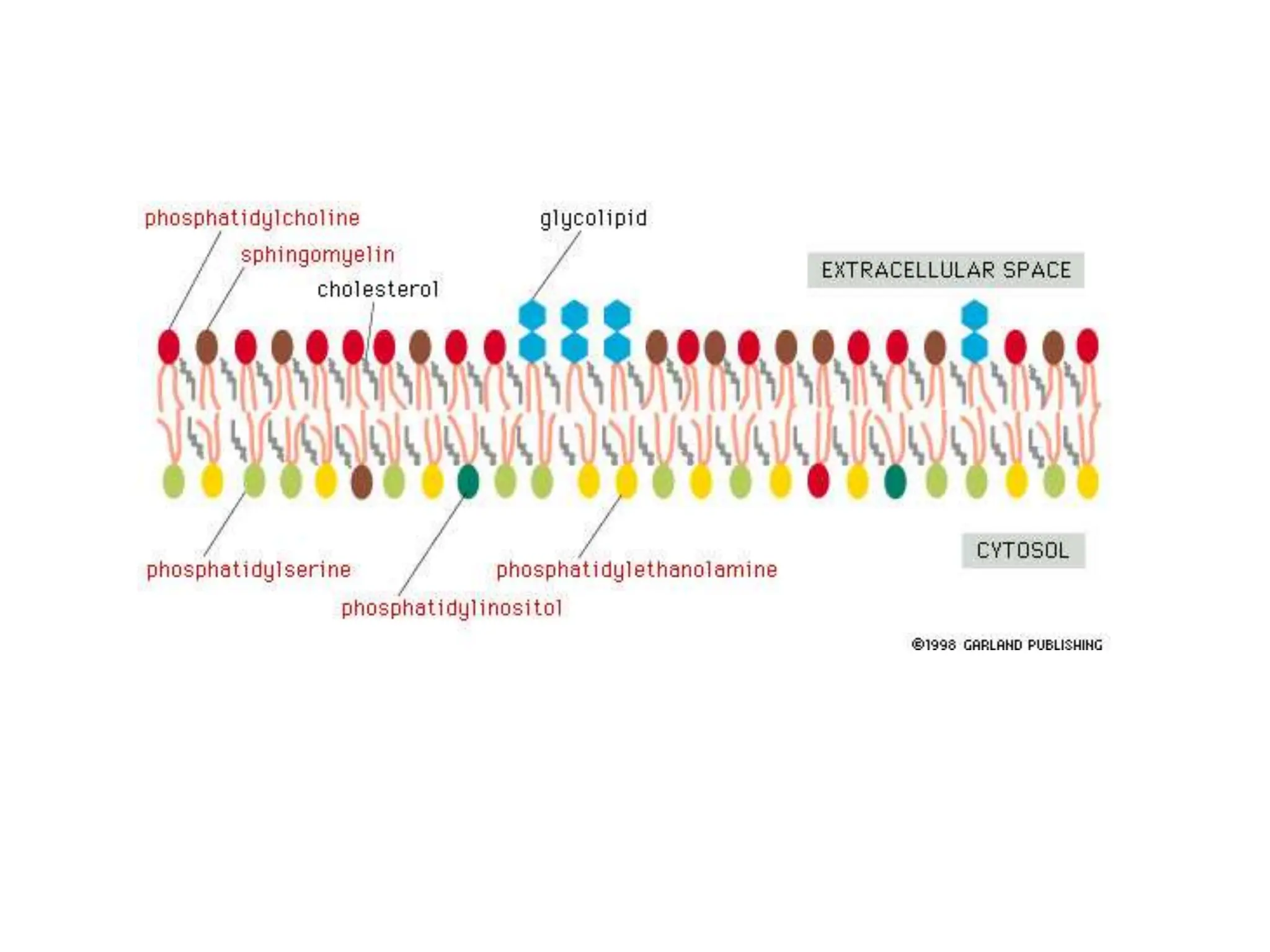 Membrane structure and membrane chemistry.pptx