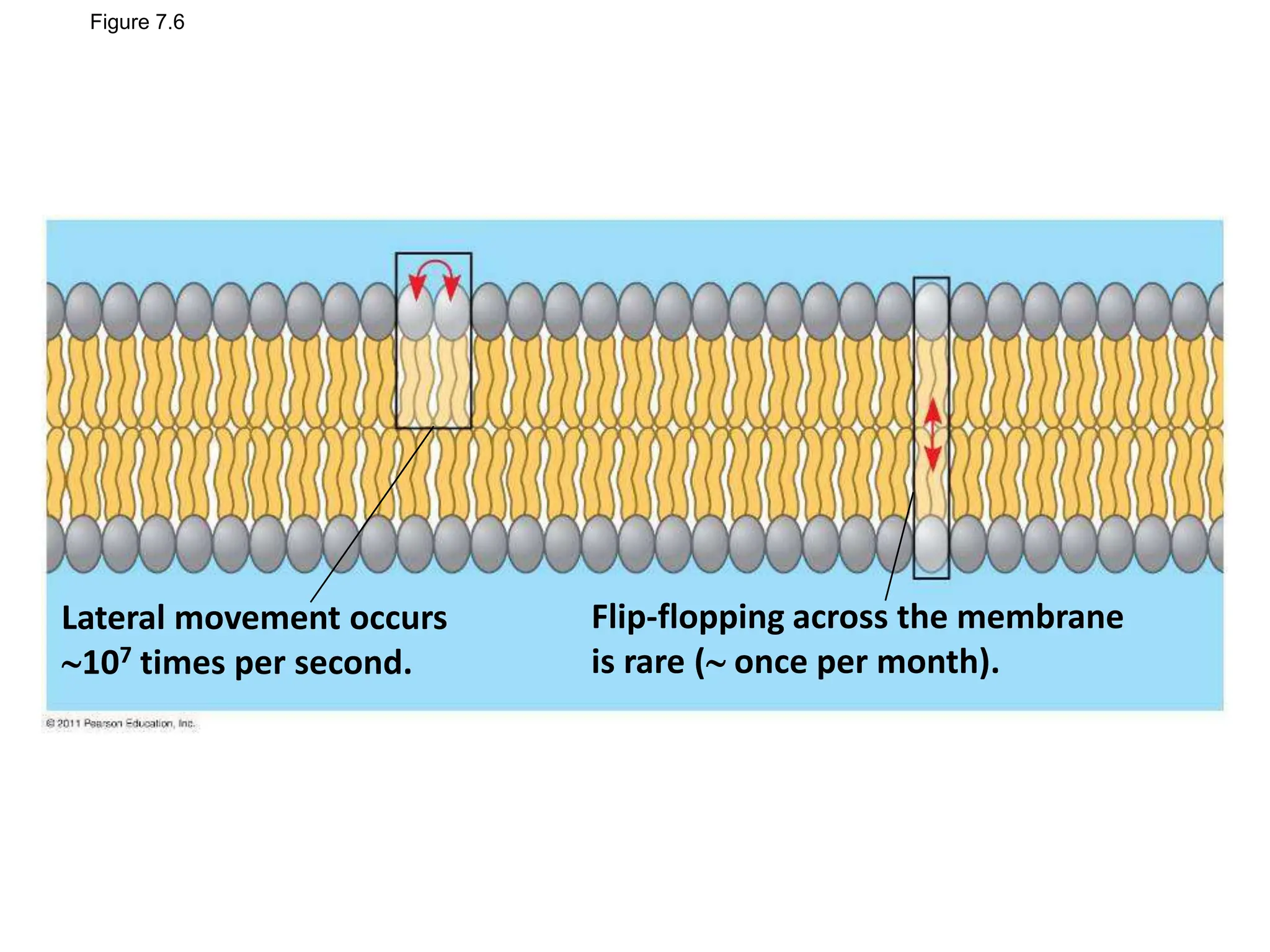 Membrane structure and membrane chemistry.pptx