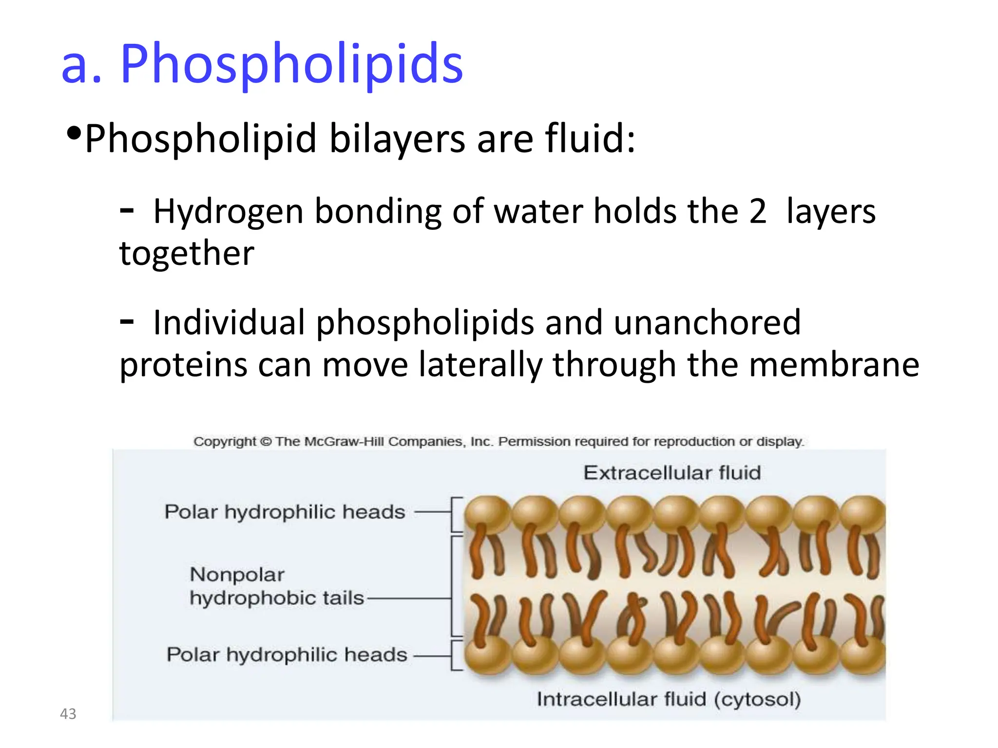 Membrane structure and membrane chemistry.pptx
