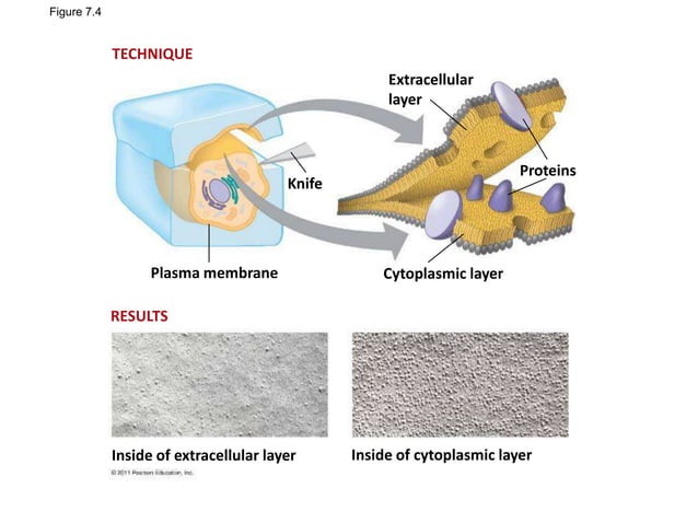 Membrane structure and membrane chemistry.pptx