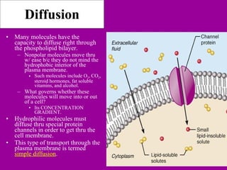 Membrane transport | PPT