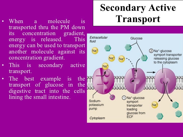 Membrane transport