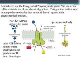 Membrane transport | PPTX