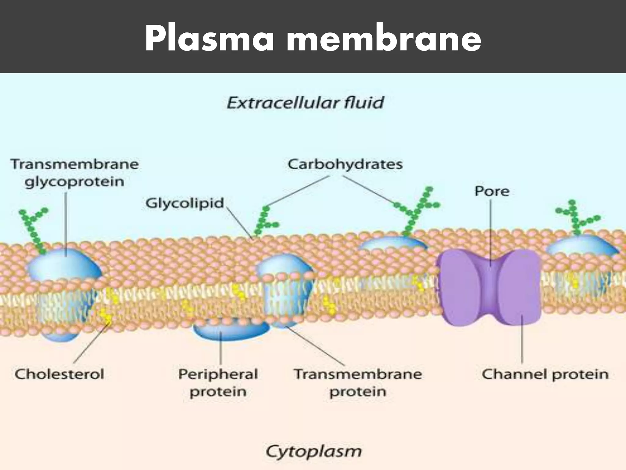 Membrane transport(Passive mediated) | PPTX