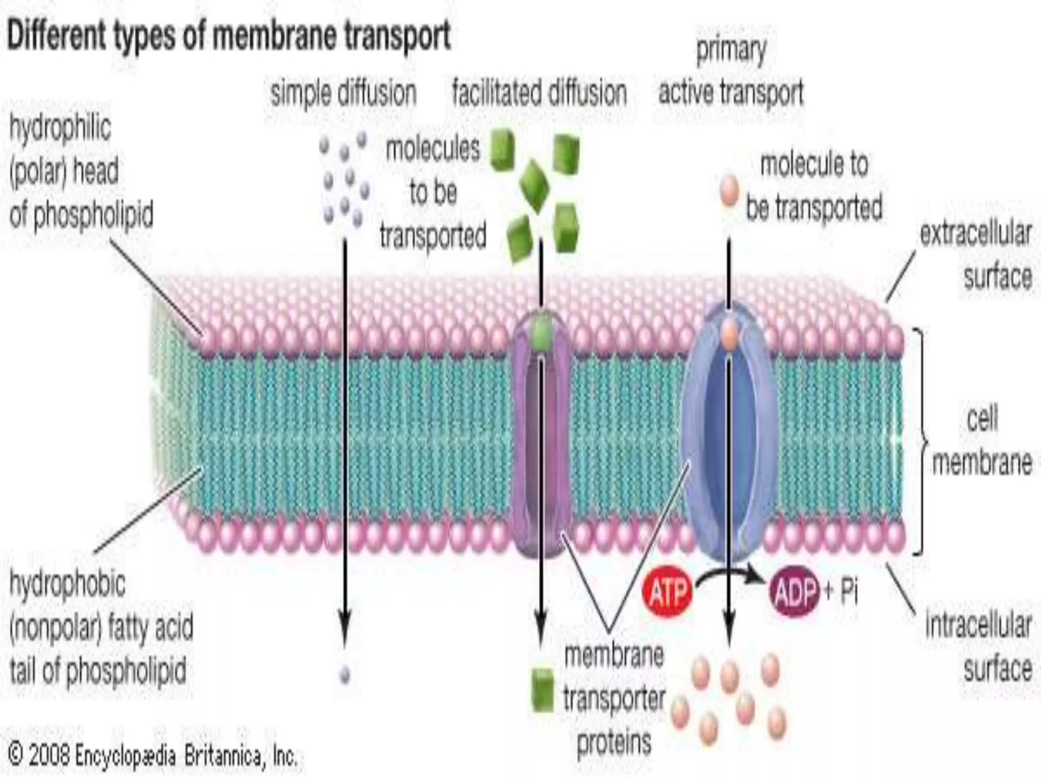 Membrane transport(Passive mediated) | PPTX