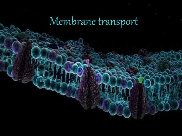 Membrane transport(Passive mediated) | PPT