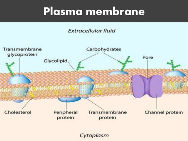 Membrane transport(Passive mediated) | PPT