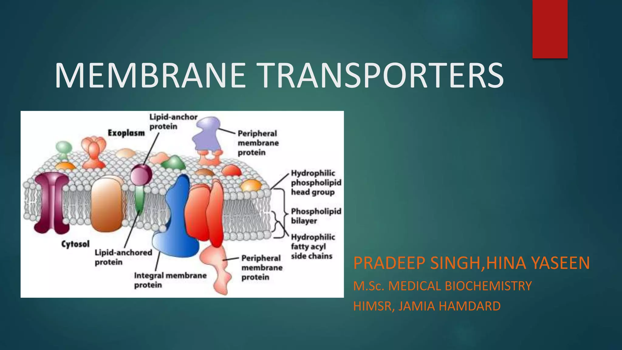 Transport across Plasma Membrane | PPTX