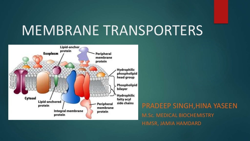 Transport across Plasma Membrane
