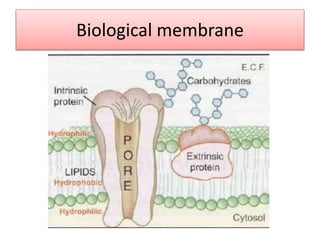 Membrane transport | PPTX