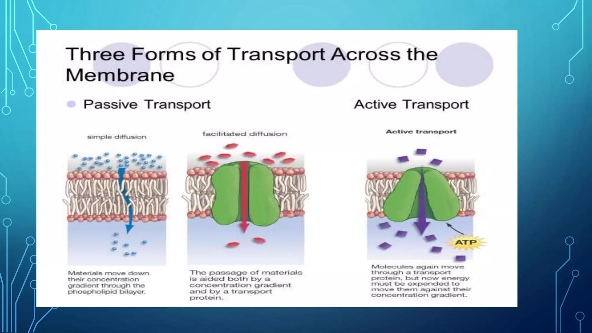 Membrane transport | PPTX