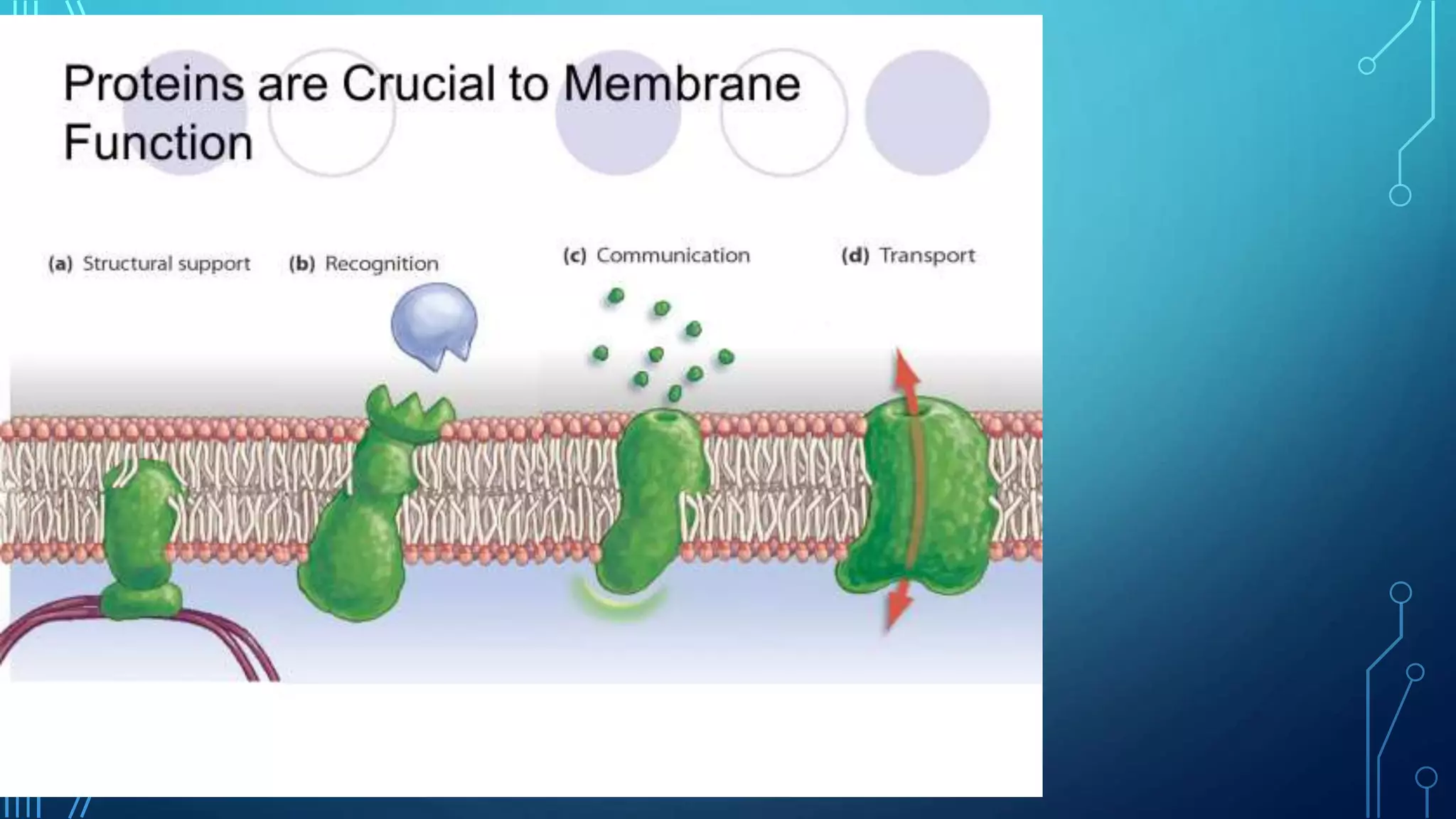 Membrane transport | PPTX