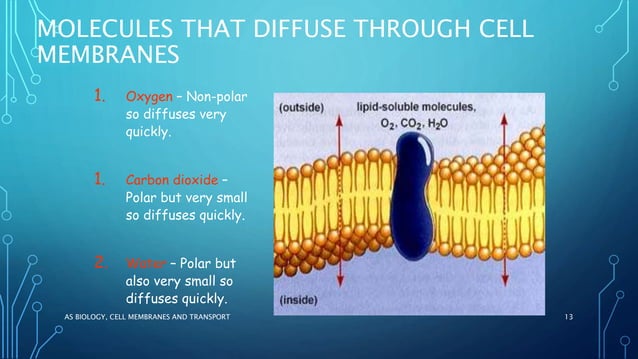 Membrane transport | PPT