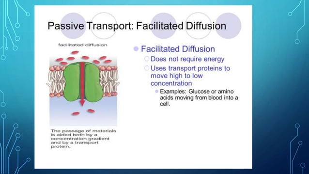 Membrane transport | PPT