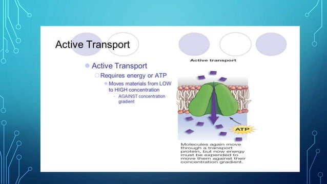 Membrane transport | PPT