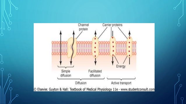Membrane transport | PPT