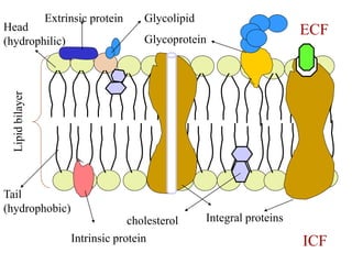 membrane_transport.ppt | Chemistry | Science