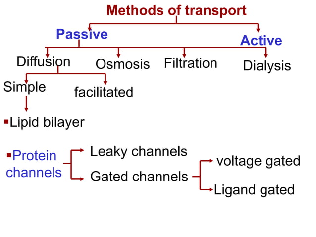 membrane_transport.ppt