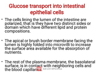 membrane transport.pdf
